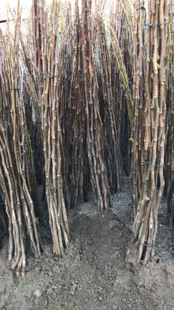 Products - Guven Nursery