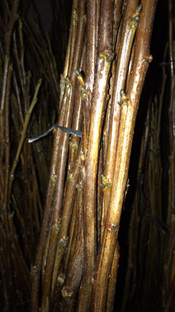 Products - Guven Nursery