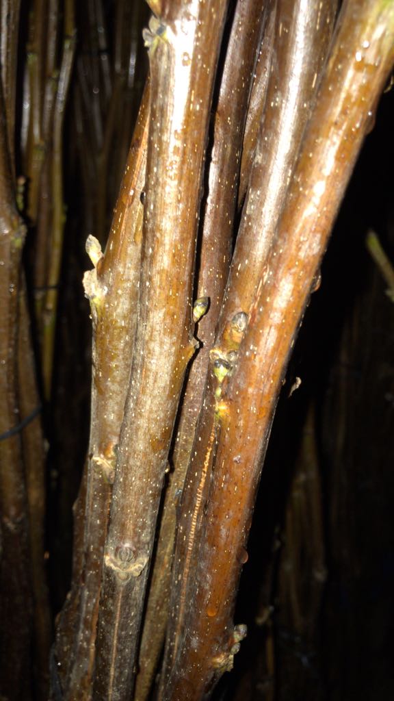 Products - Guven Nursery